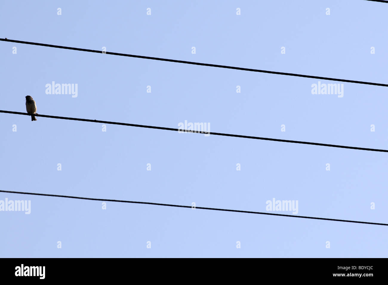 sparrow sitting on electricity line Stock Photo - Alamy