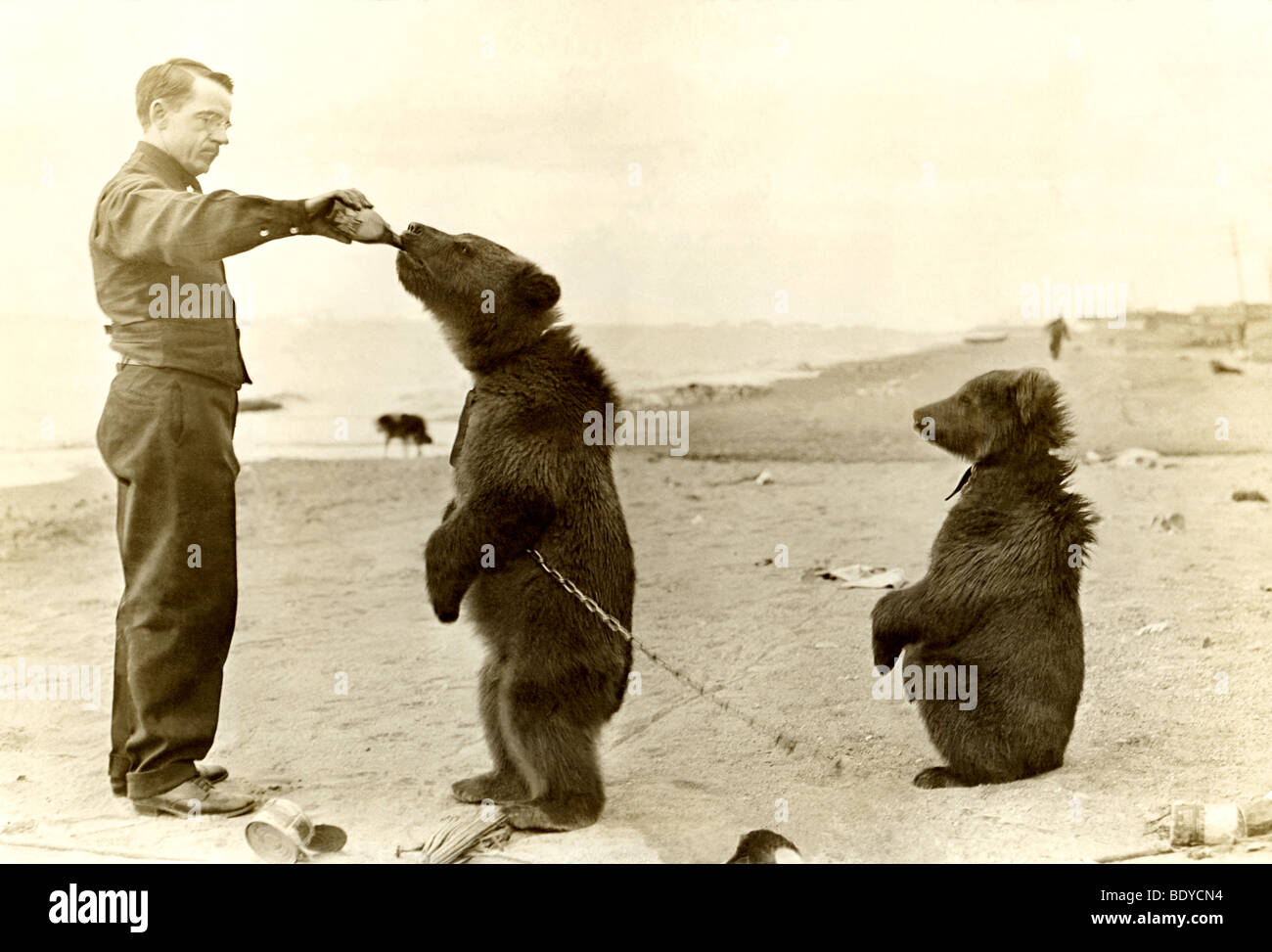 Man Giving Bears a Drink Stock Photo - Alamy