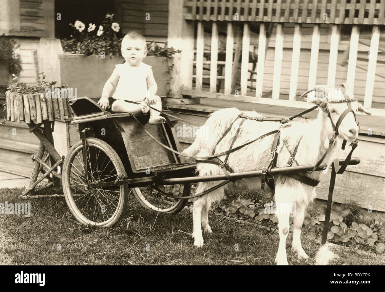 Baby Riding Goat Cart Stock Photo - Alamy