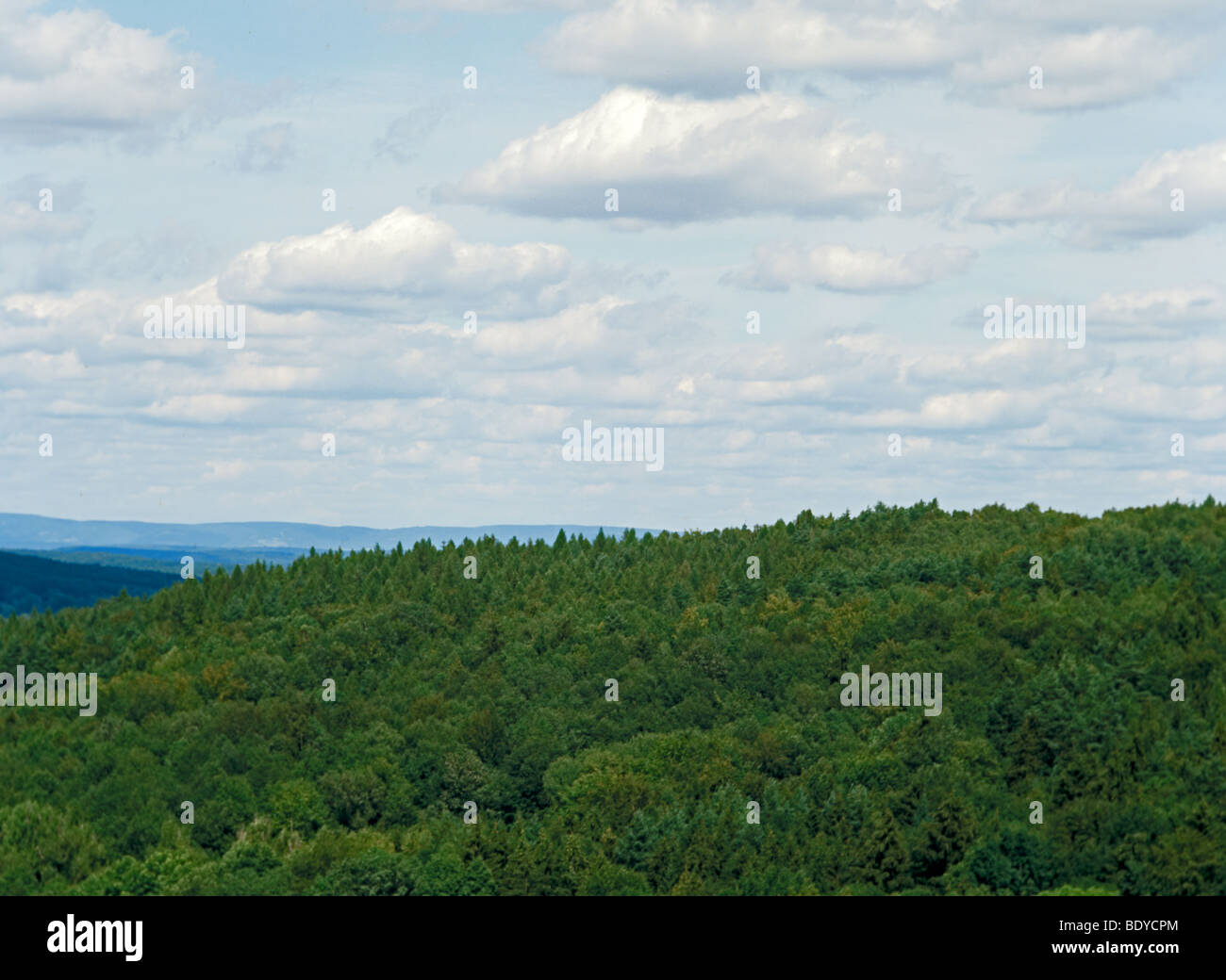 Picture of a forest landscape Stock Photo - Alamy