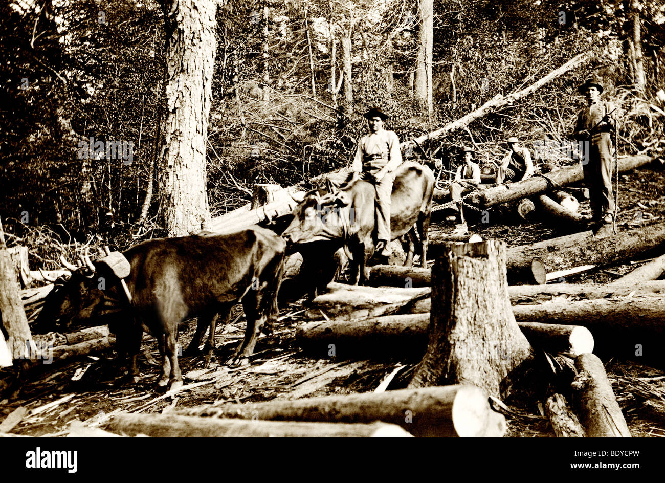Oxen pulling log hi-res stock photography and images - Alamy