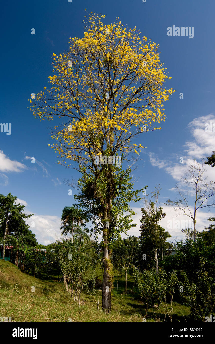 Corteza Amarilla Tree (Tabebuia ochracea), flowering Stock Photo - Alamy
