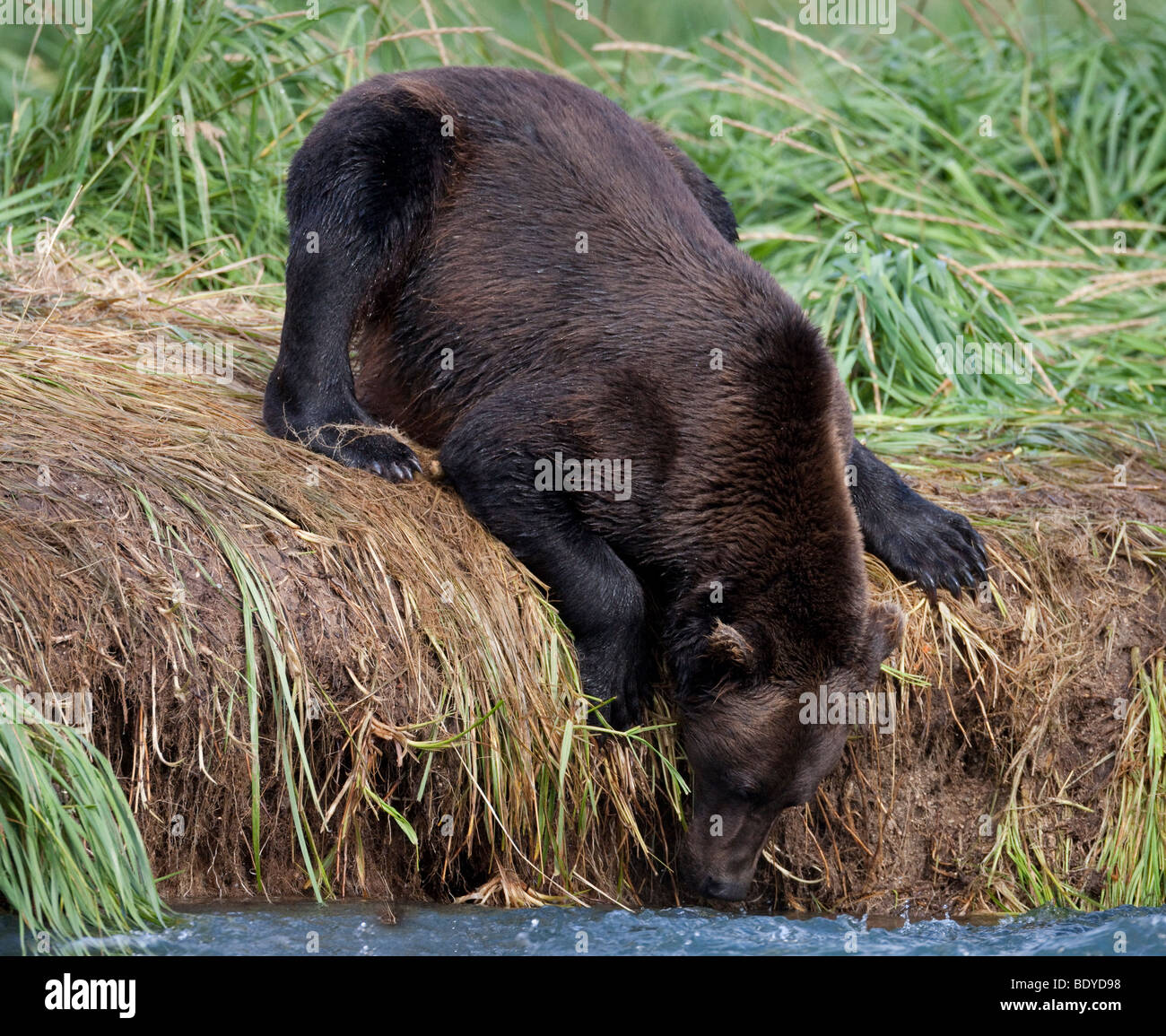 Grizzly bear lunge fishing in Geographic Bay Katmai National Park ...