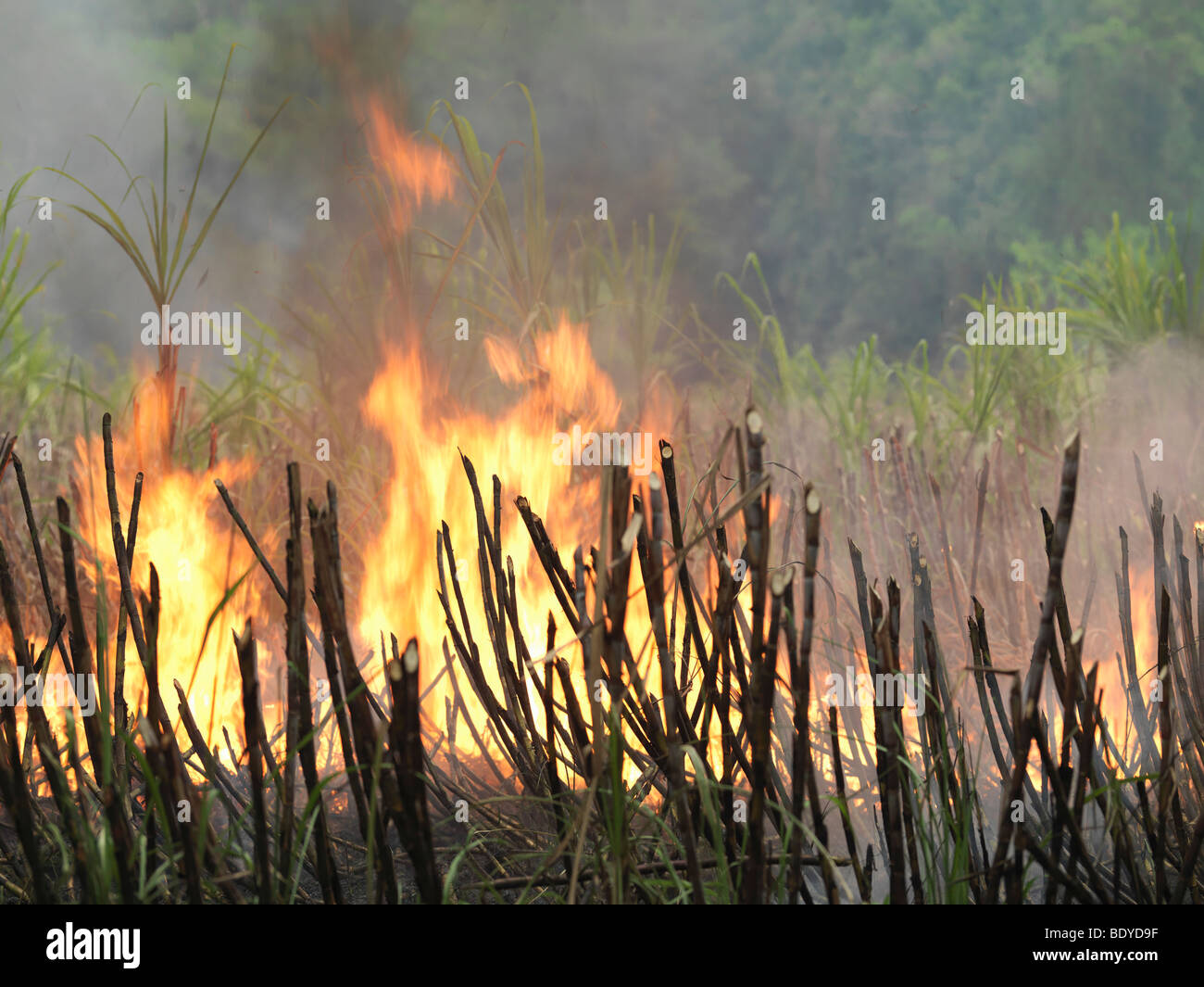 Burning cane hi-res stock photography and images - Alamy