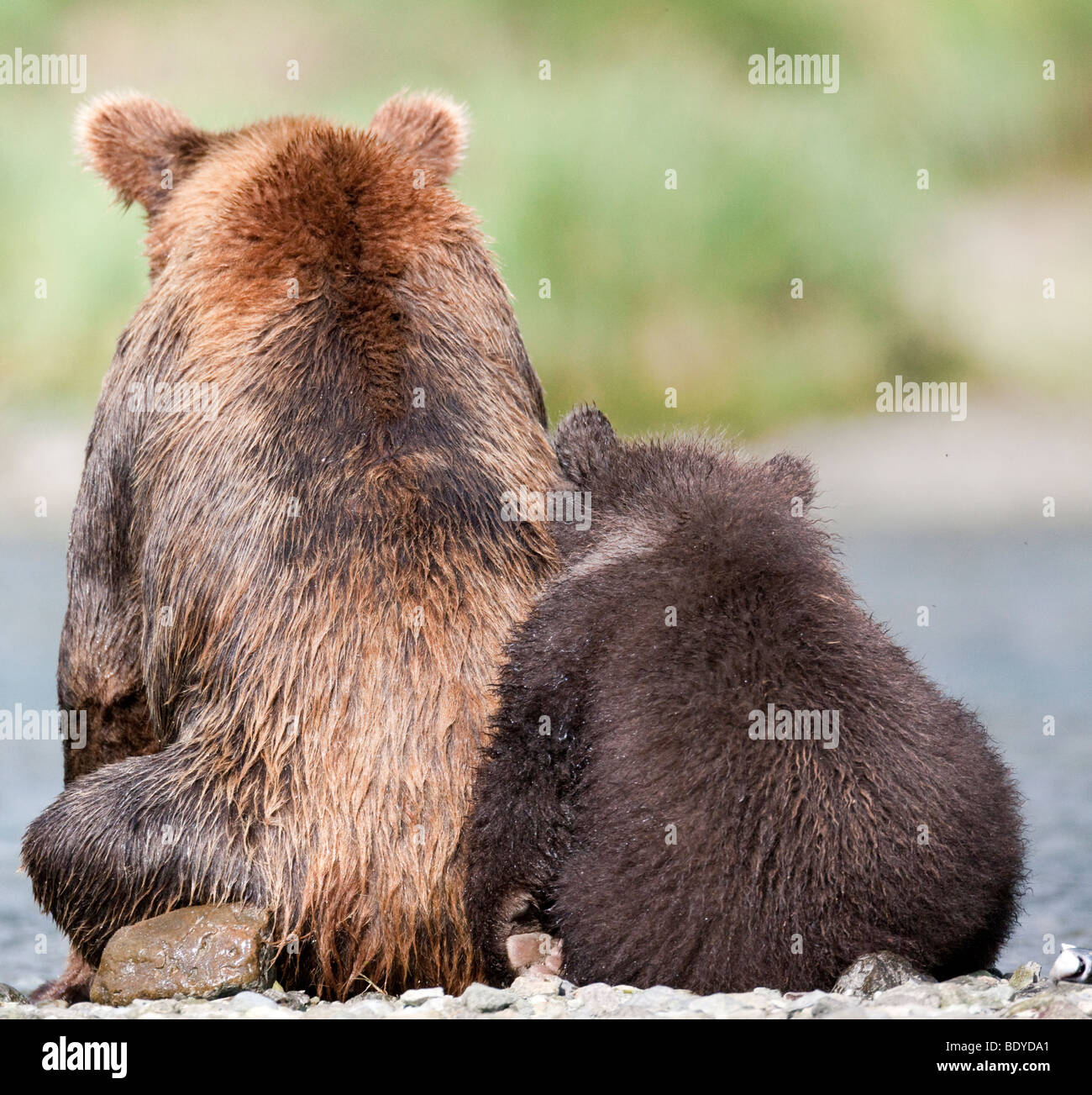 Grizzly mother and cub cuddling from back in Geographic Bay Katmai ...