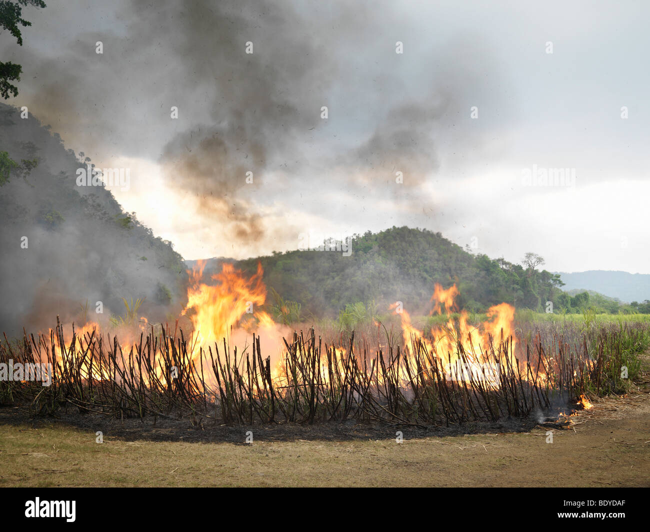 Burning cane hi-res stock photography and images - Alamy