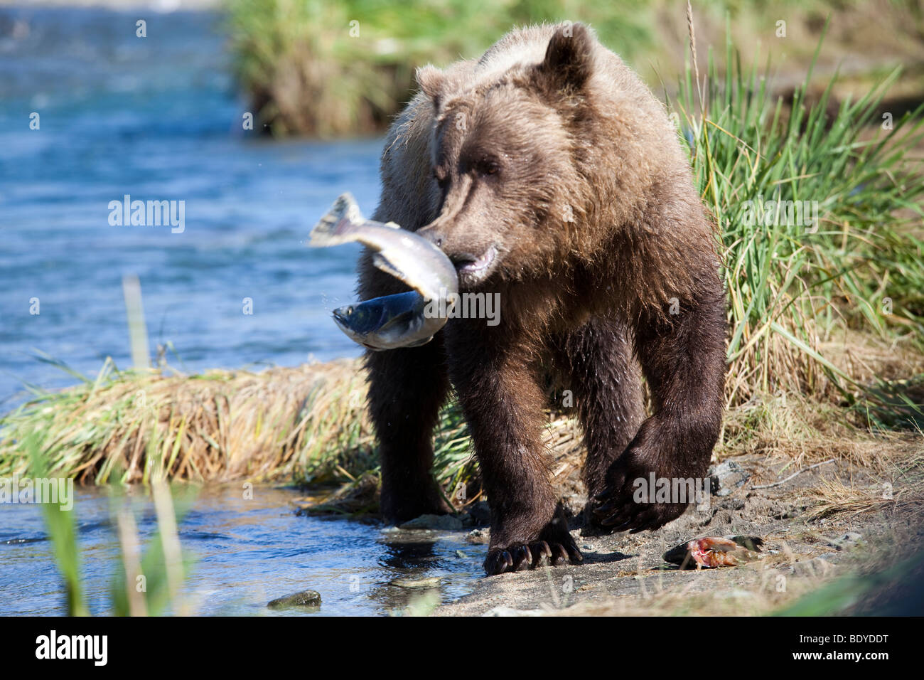 Grizzly bear walking proudly with salmon in mouth in Geographic Bay ...