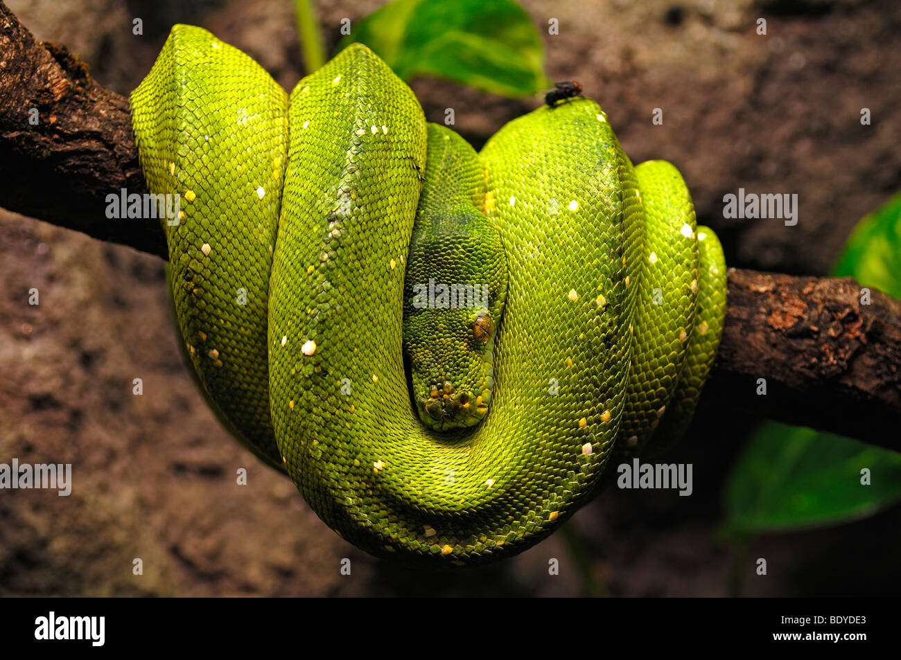 Green Tree Python (Morelia viridis) in the Nuremberg Zoo, Nuremberg ...