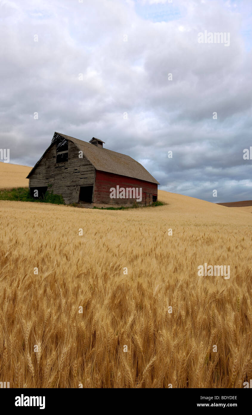 Wheay hi-res stock photography and images - Alamy