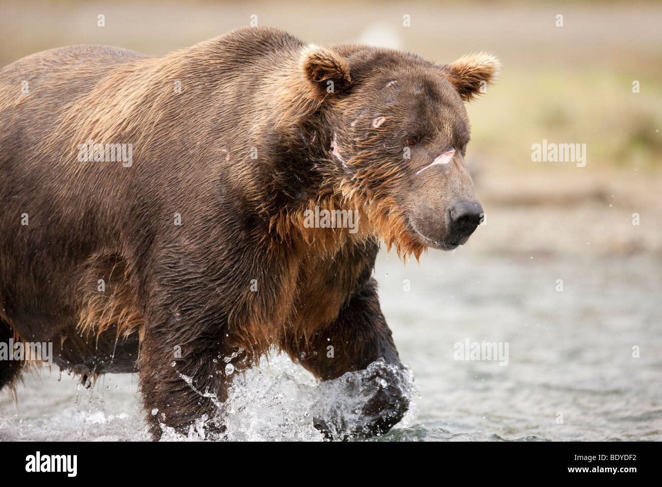 Grizzly bear with scarred head walking in Geographic Bay Katmai ...
