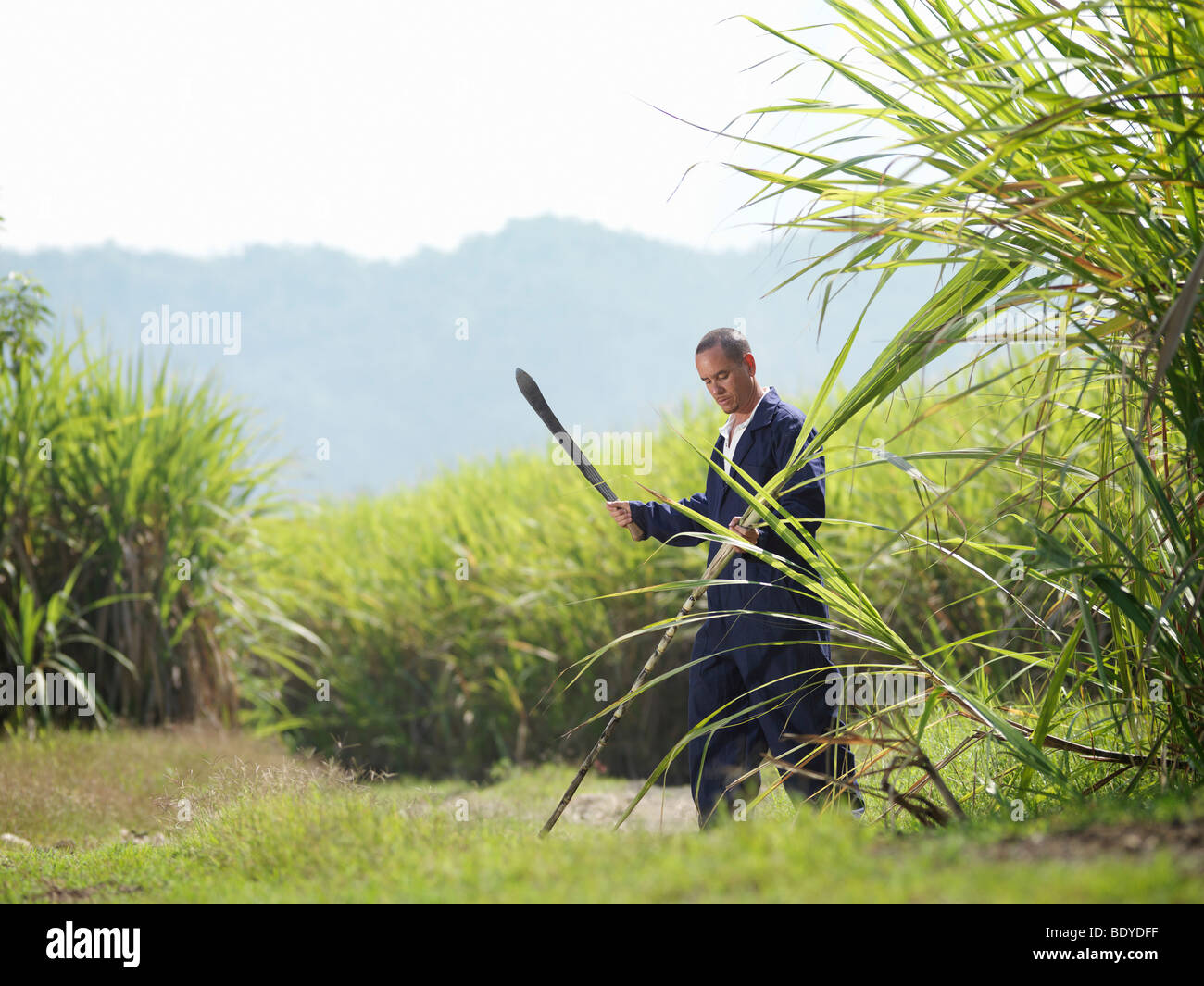 Sugar cane field worker hi-res stock photography and images - Alamy