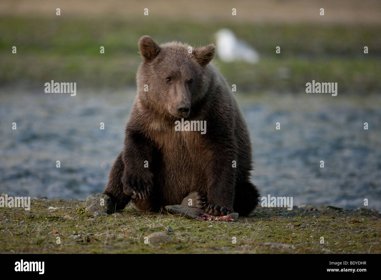 Single grizzly bear sitting on hind legs resting in Geographic Bay ...