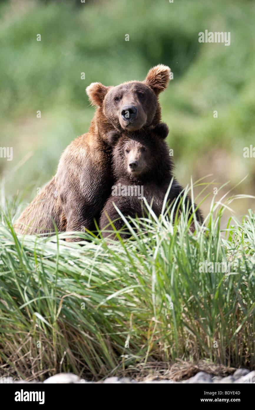 Grizzly bear sow and cub standing vertically on their hind legs and ...