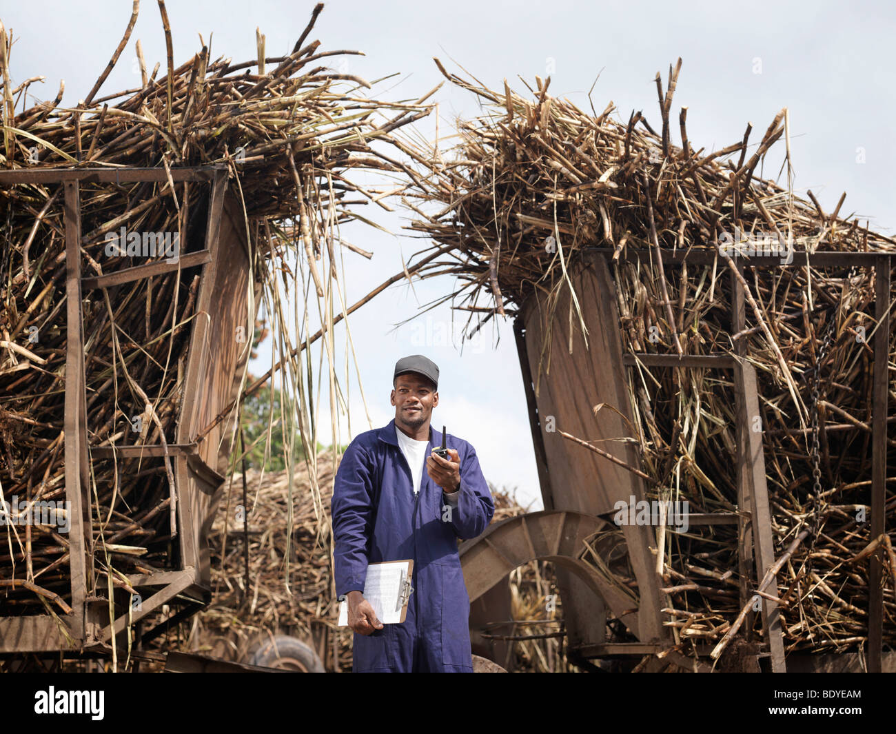 Bundle sugar cane hi-res stock photography and images - Alamy