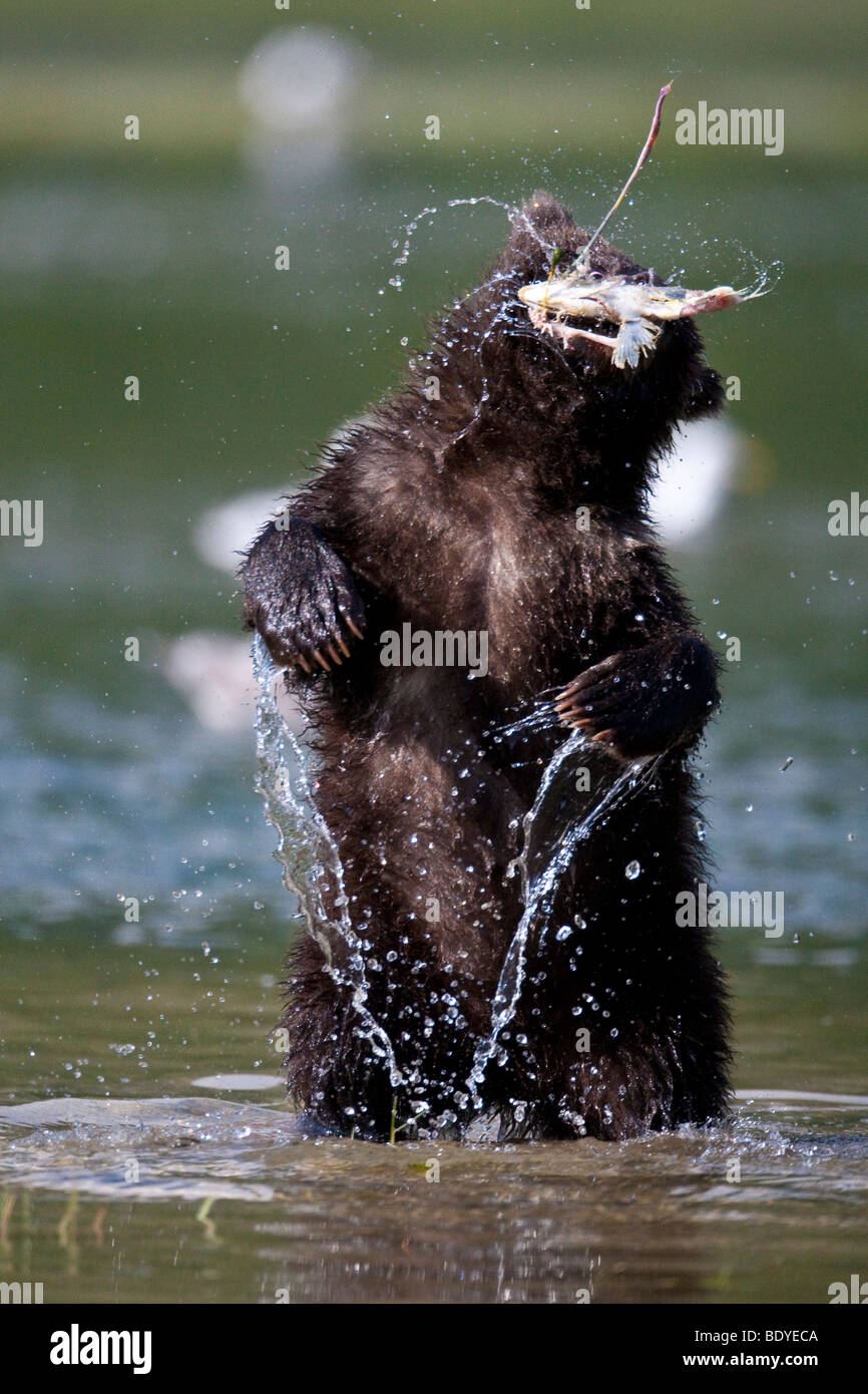 Grizzly cub dancing playing with fish head in mouth in Geographic Bay ...