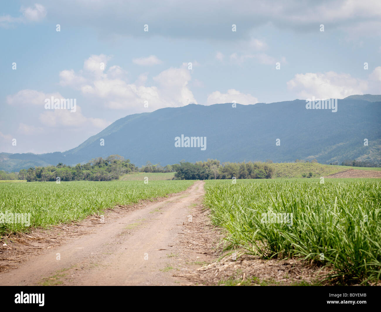 Cane sugar plantation hi-res stock photography and images - Alamy