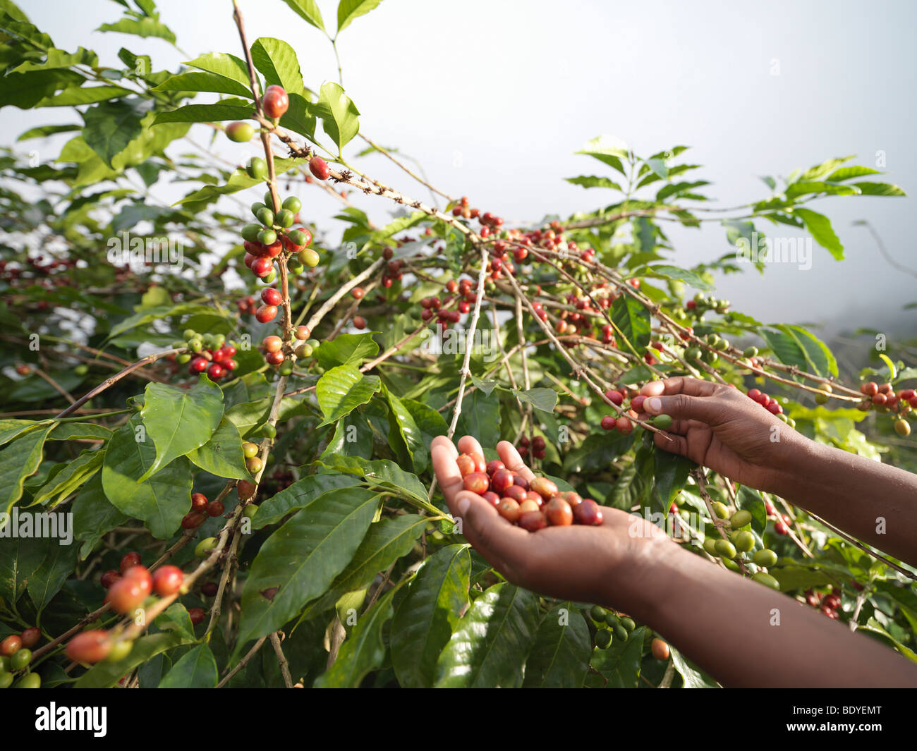 Picking Beans High Resolution Stock Photography and Images - Alamy