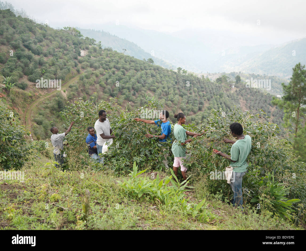Person Picking Beans High Resolution Stock Photography and Images - Alamy