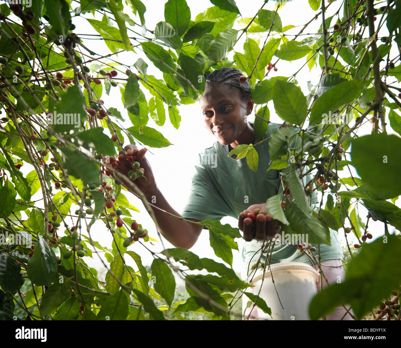 Coffee beans picking hi-res stock photography and images - Alamy