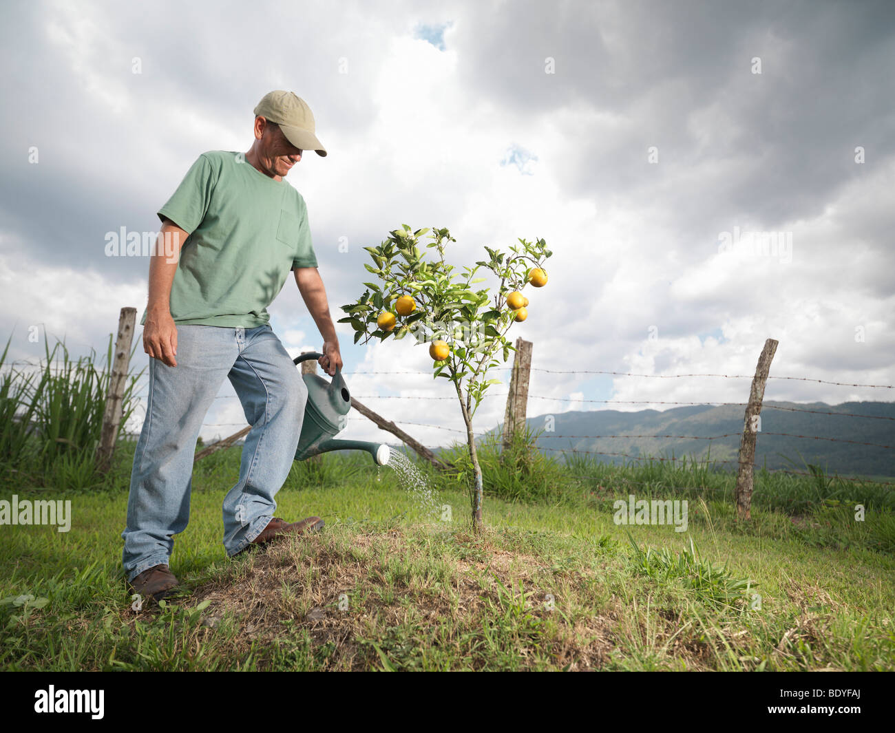 Tree length hi-res stock photography and images - Alamy
