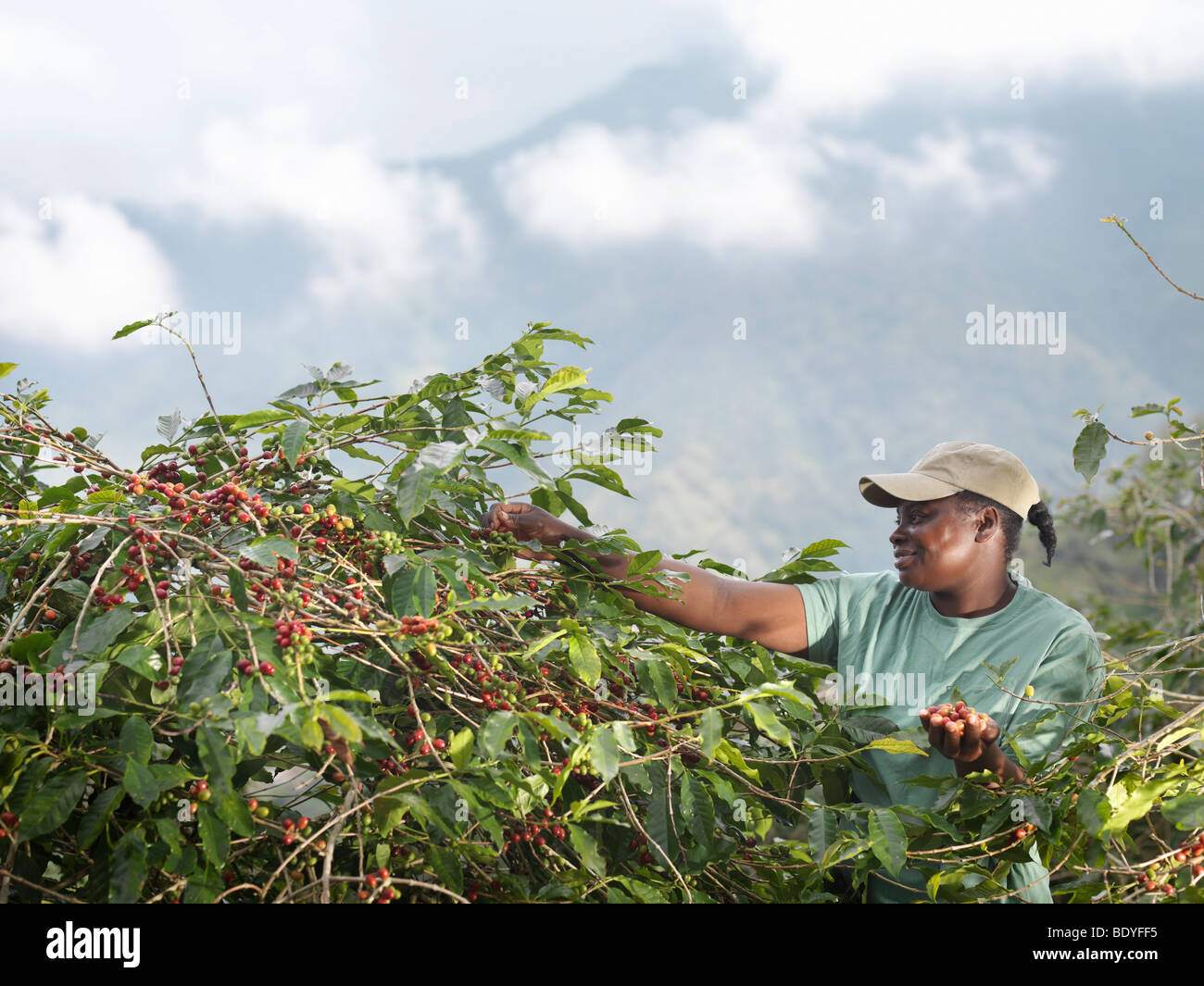 Coffee plantation worker woman hi-res stock photography and images - Alamy