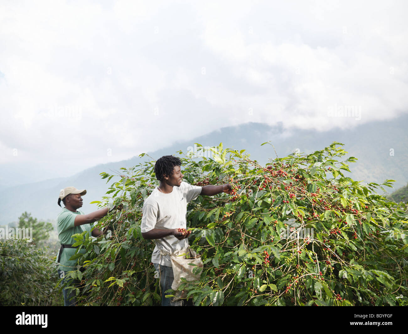 Workers coffee plantation hi-res stock photography and images - Alamy