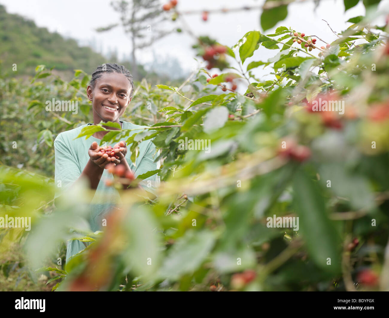 Coffee plantation hi-res stock photography and images - Alamy