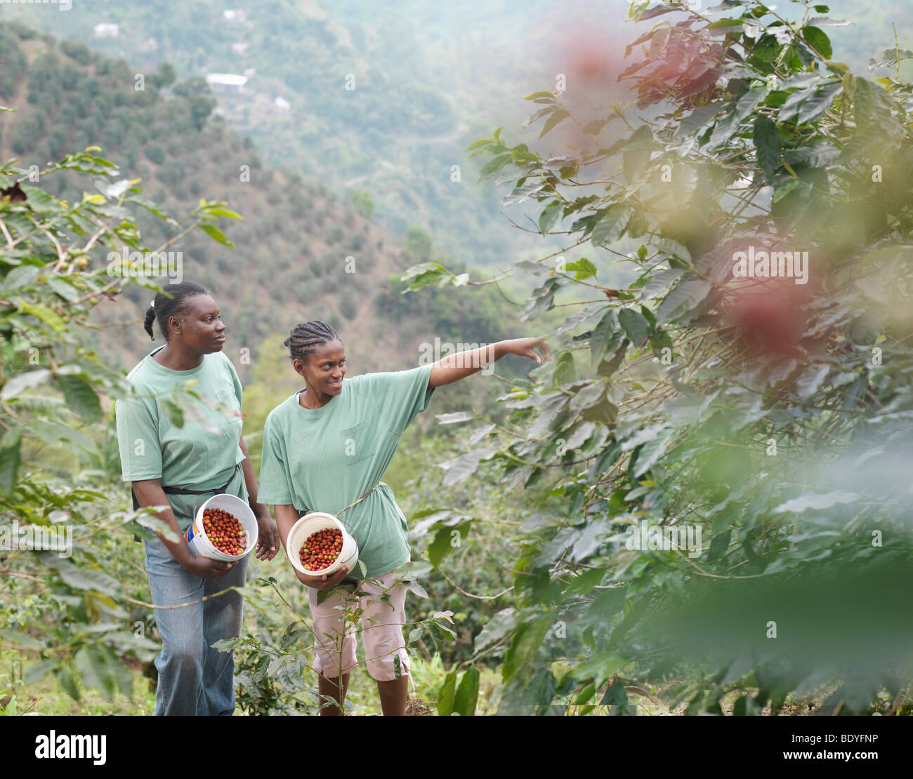 Female Coffee Workers With Beans Stock Photo - Alamy