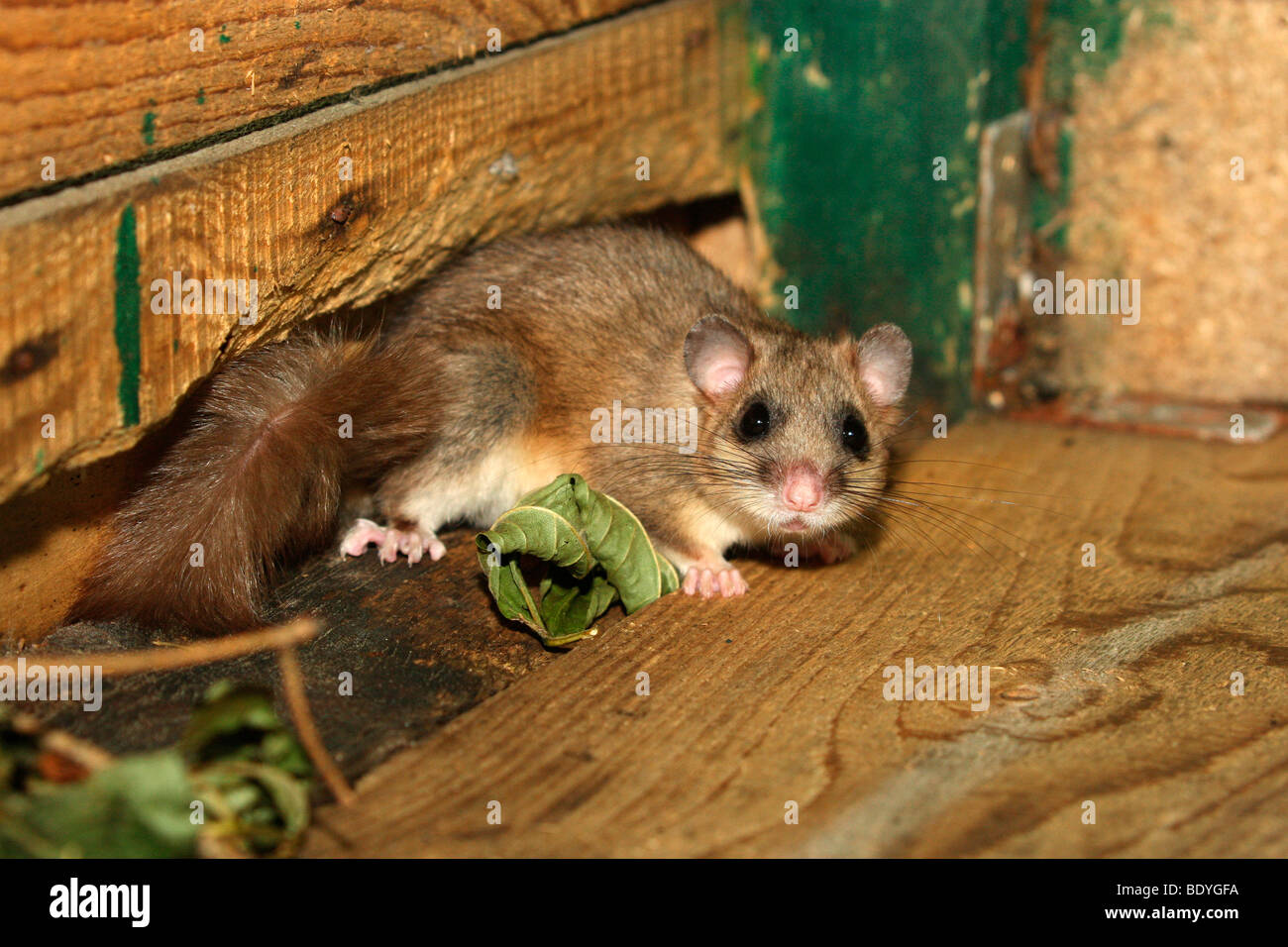 Dormouse (Glis glis Stock Photo - Alamy