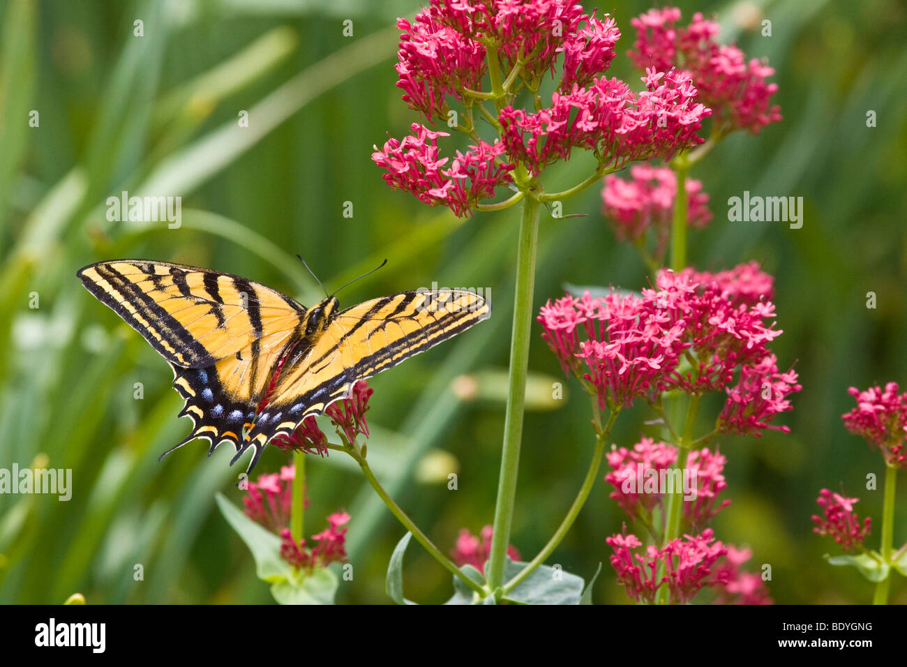 Butterfly on red flower Stock Photo - Alamy