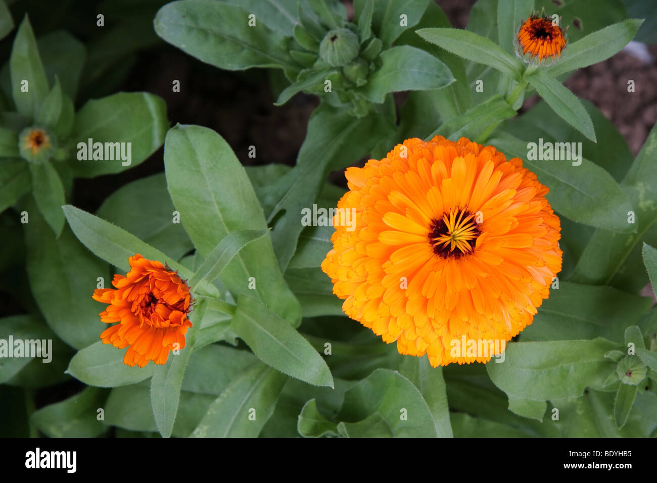 Orange Calendula (calendula officinalis) on display in a garden Stock ...