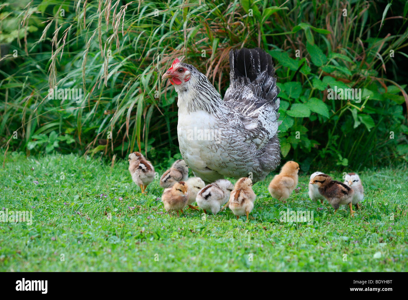Domestic fowl hi-res stock photography and images - Alamy