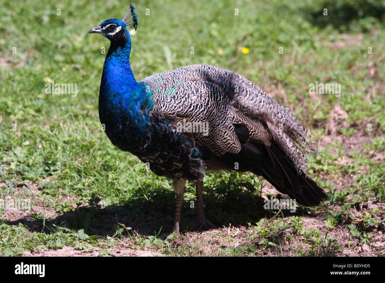 Peacock (pavo cristatus Stock Photo - Alamy