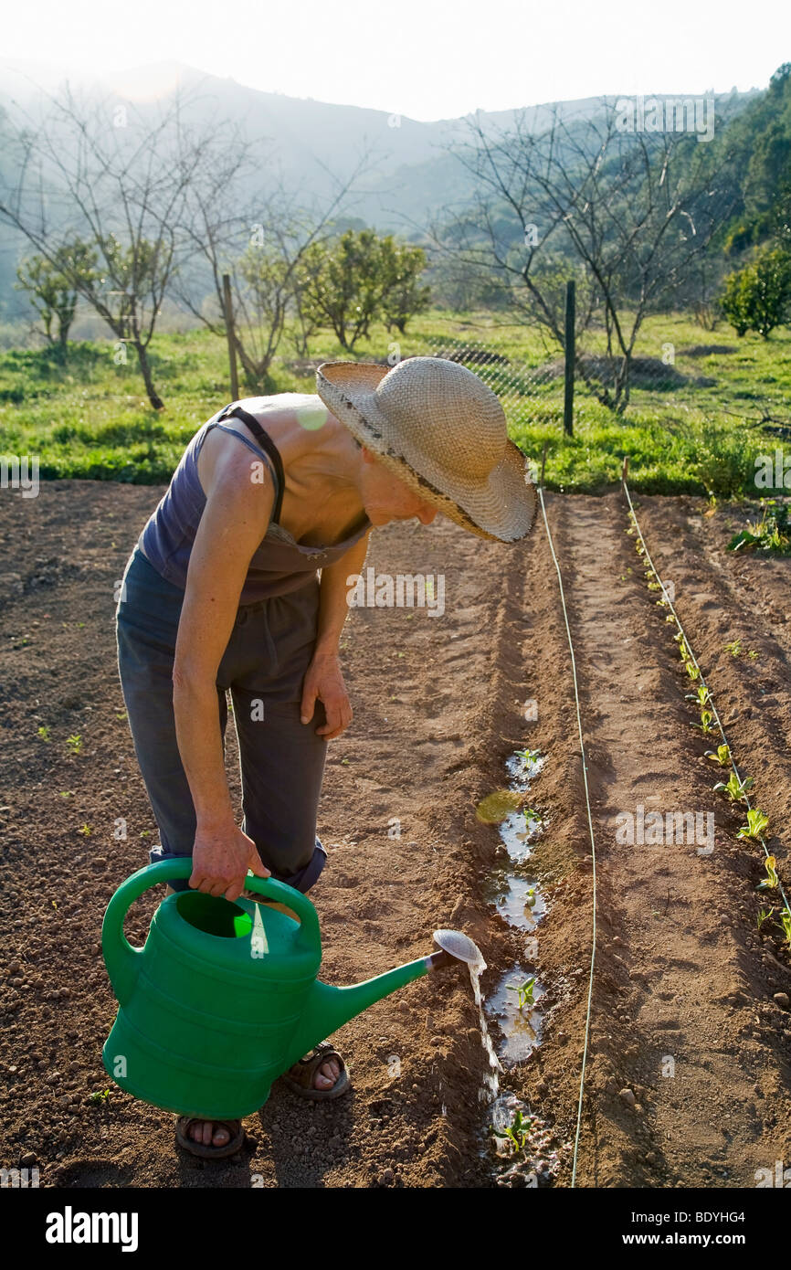 Plant watering on organic farm in Spain Stock Photo - Alamy