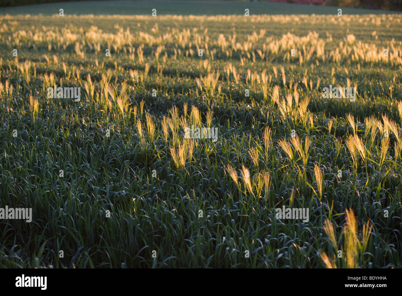 field at dusk Stock Photo - Alamy