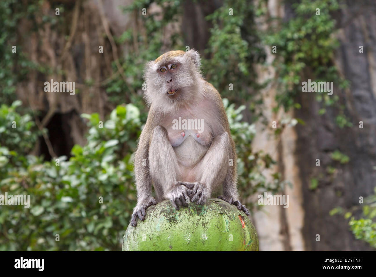 Female Long-tailed Macaque (Macaca fascicularis) on the steps at Batu ...