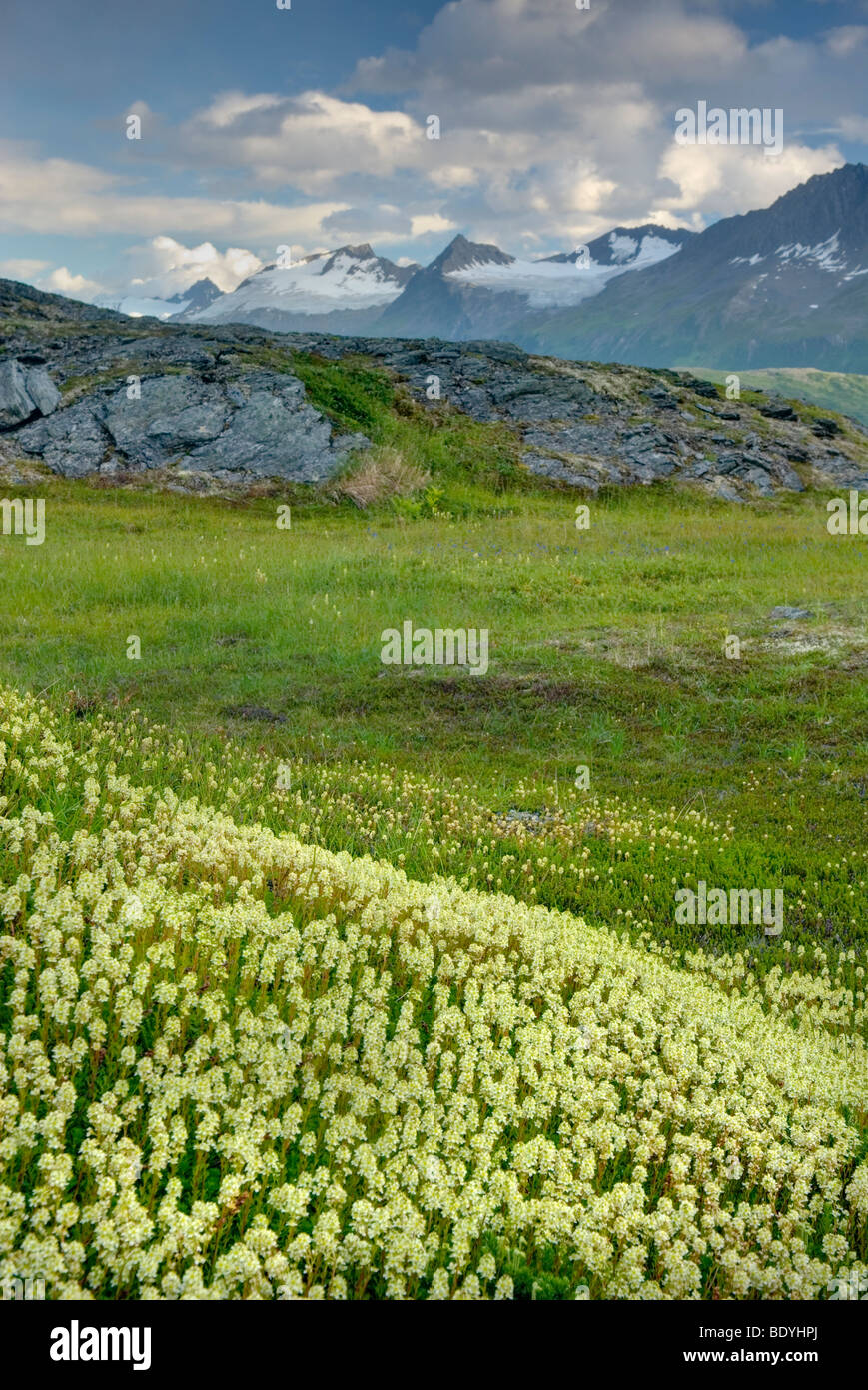 Alpine meadows carpeted with Partridge Foot (Luetkea pectinata) in the ...