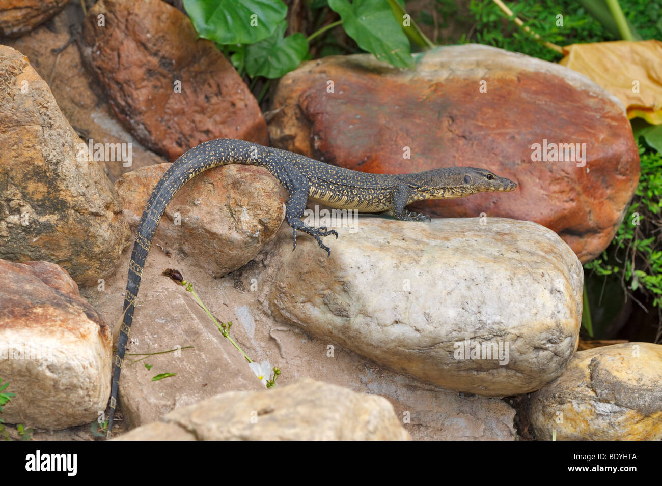 Malayan Water Monitor, Varanus salvator, juvenile Stock Photo - Alamy