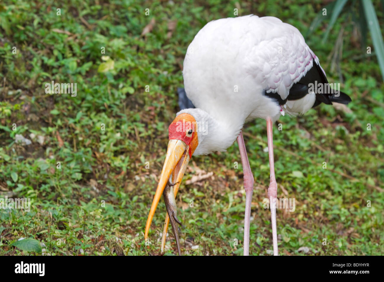 Eat lizard hi-res stock photography and images - Alamy