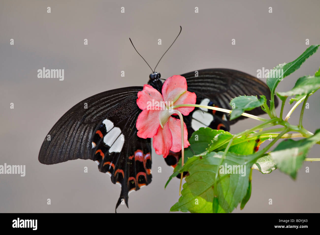 Common Rose butterfly, Pachliopta aristolochiae asteris on impatiens ...