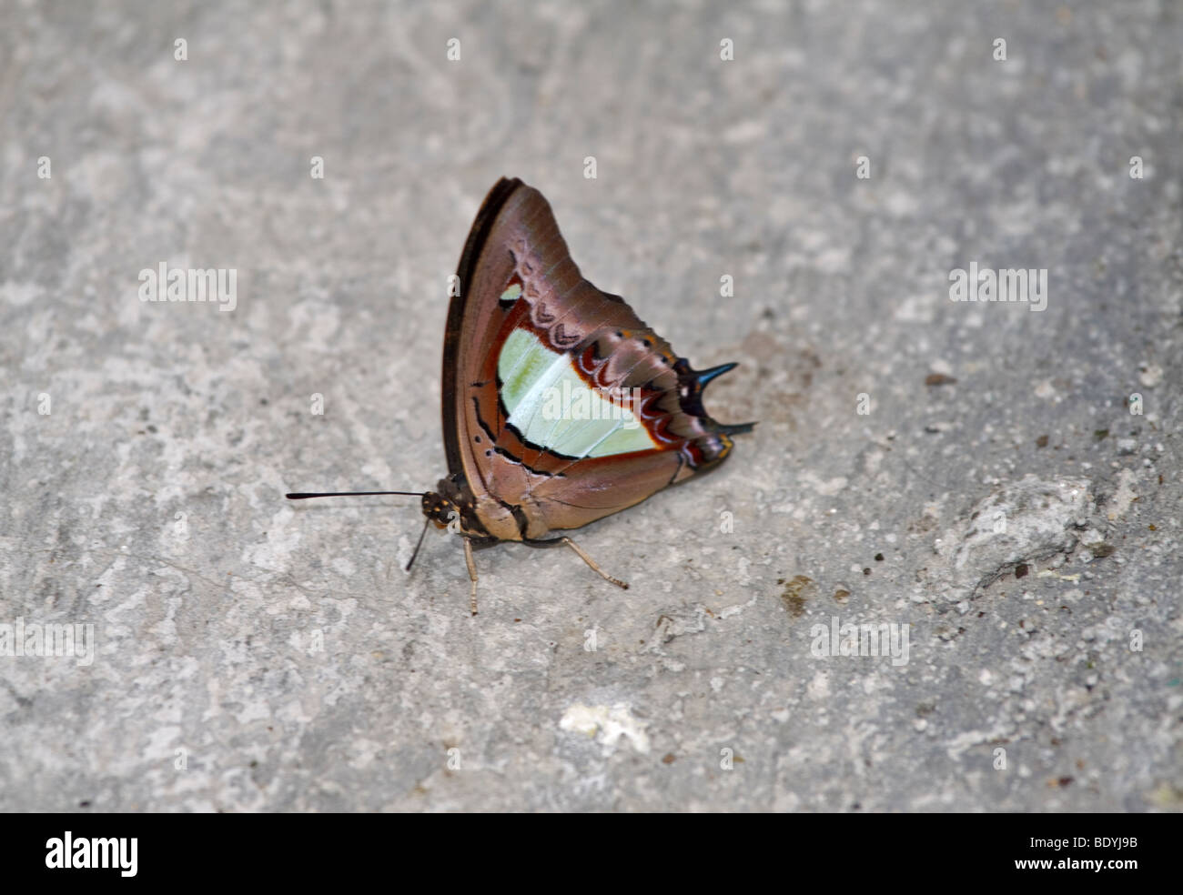 Common nawab hi-res stock photography and images - Alamy