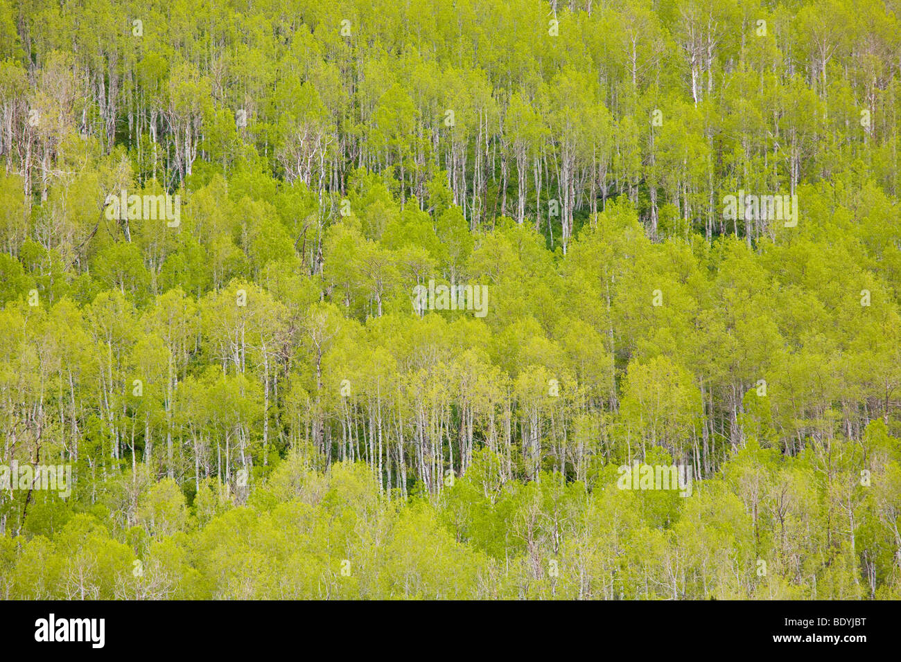 American Aspen trees with spring foliage on mountainside in Utah ...
