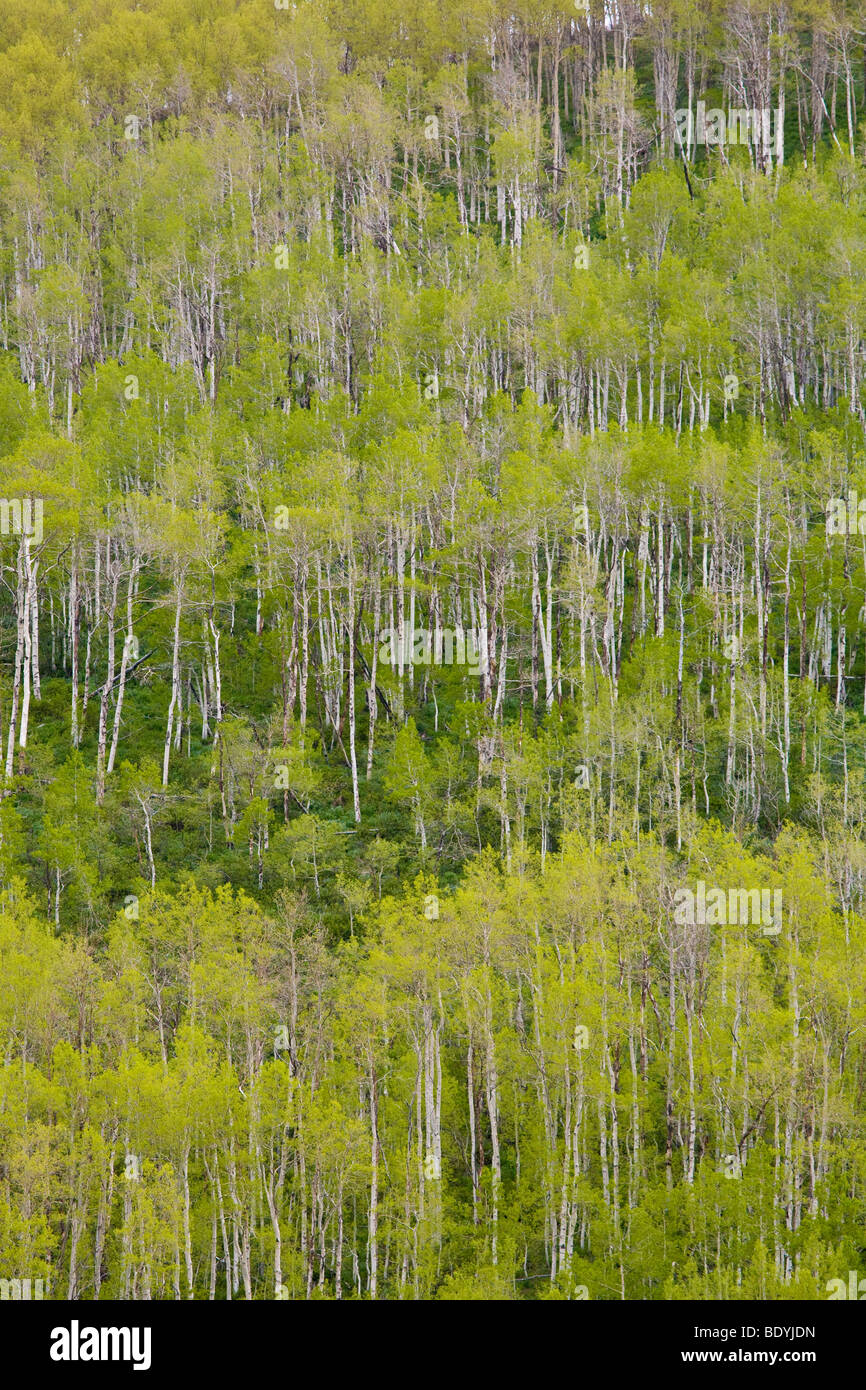 American Aspen trees with spring foliage on mountainside in Utah ...
