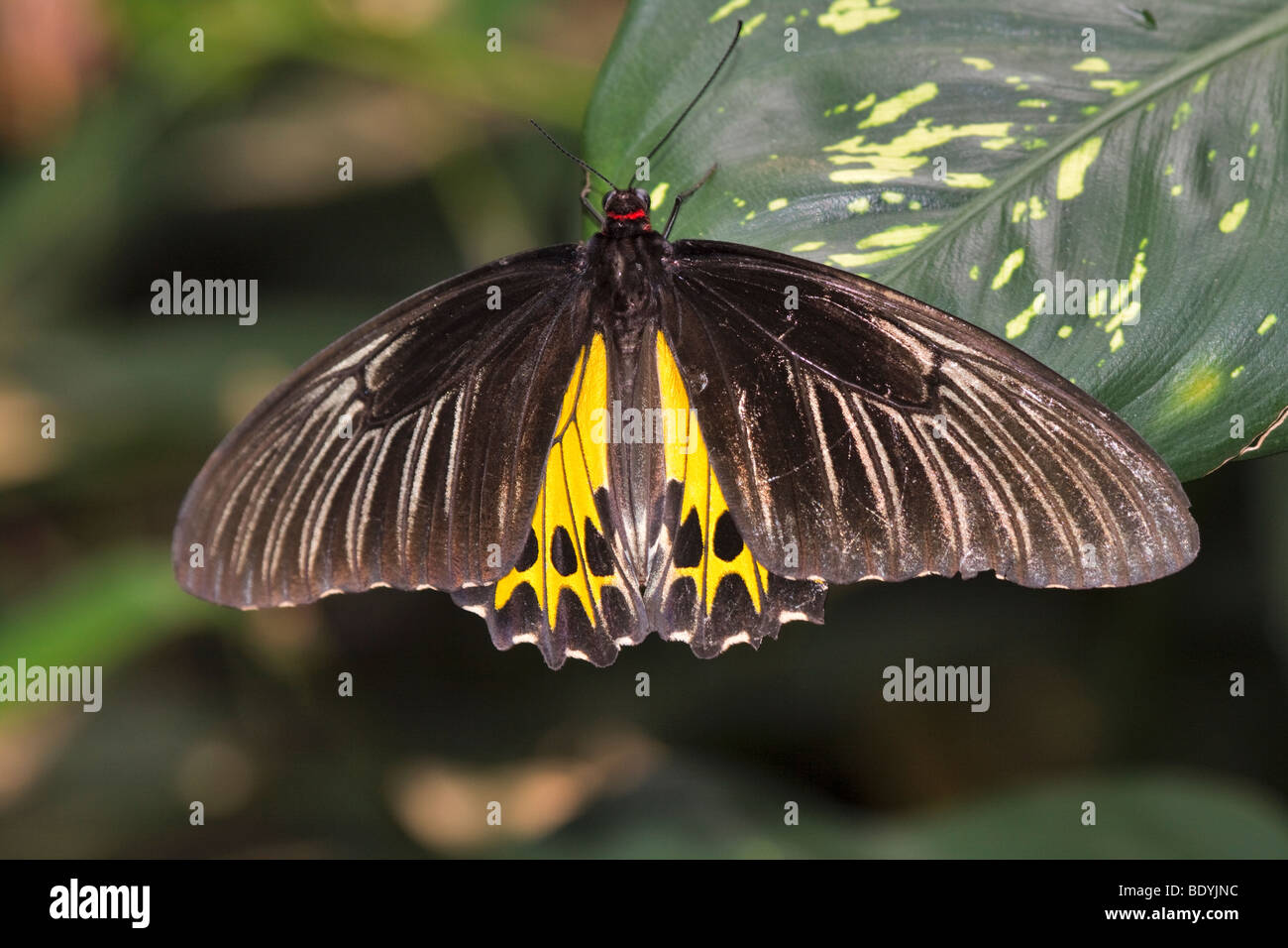 Common birdwing butterfly, Troides helena cerberus Stock Photo - Alamy