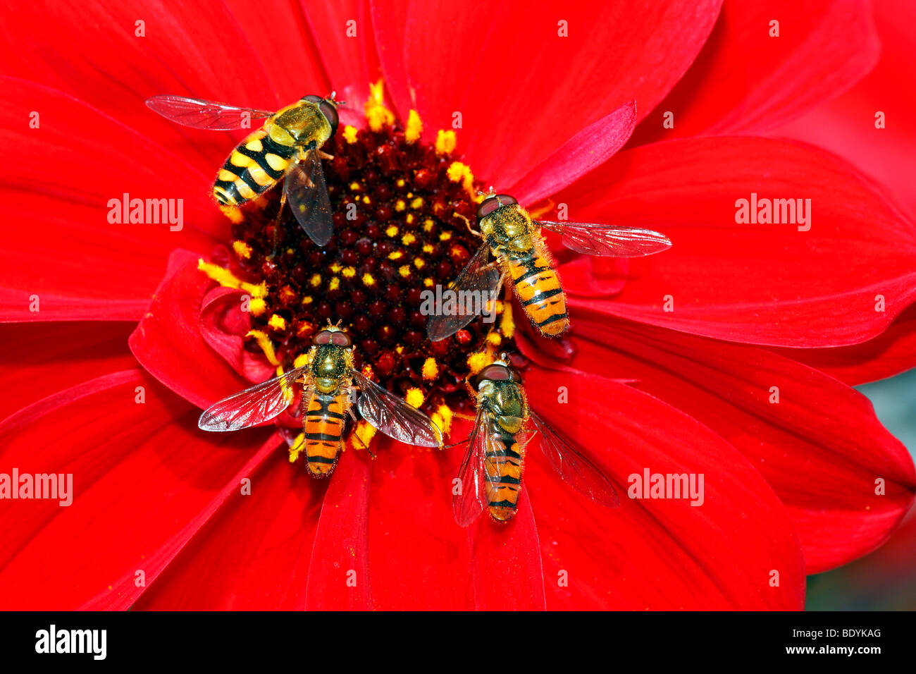 Three types of insects hi-res stock photography and images - Alamy