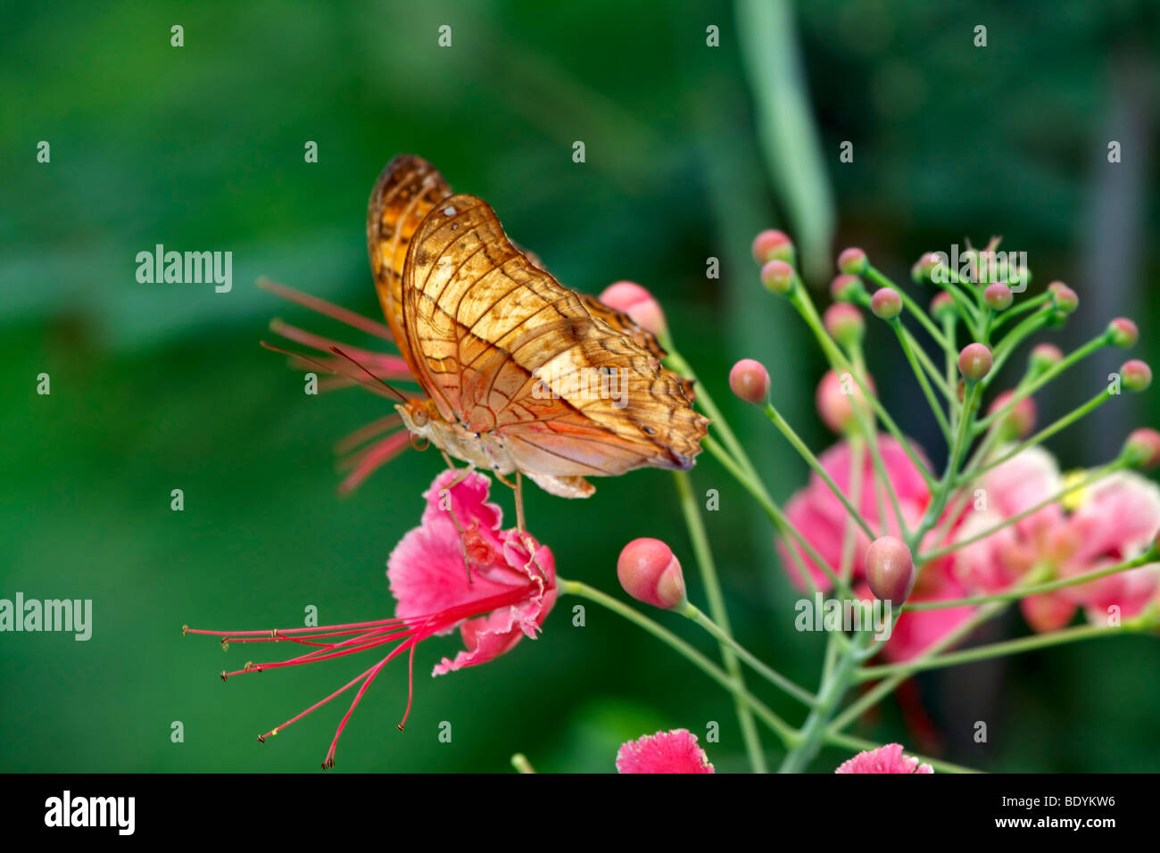 Cruiser butterfly, Vindula dejone erotella on Peacock flower ...
