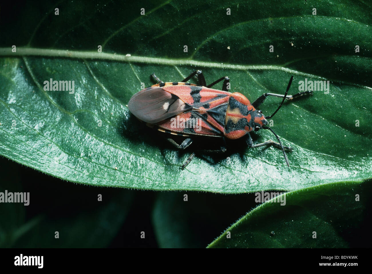 Ground bugs hi-res stock photography and images - Alamy