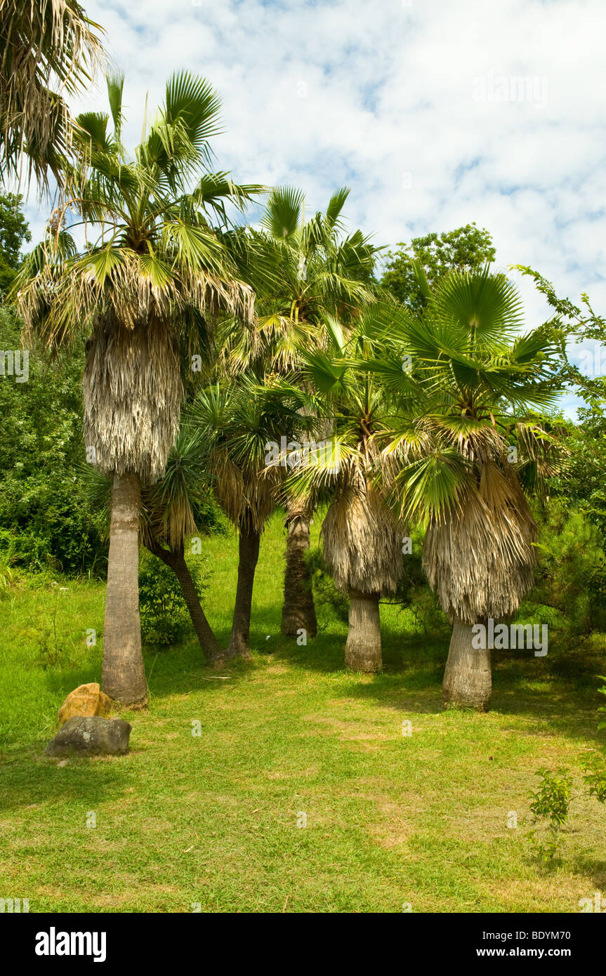 Sun tropical hot climate hi-res stock photography and images - Alamy