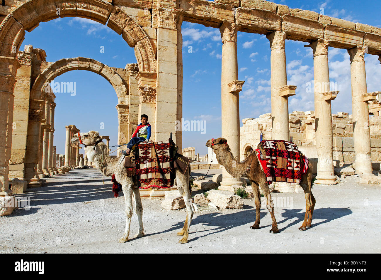 Boy with camels in front of the ruins of the Palmyra archeological site ...