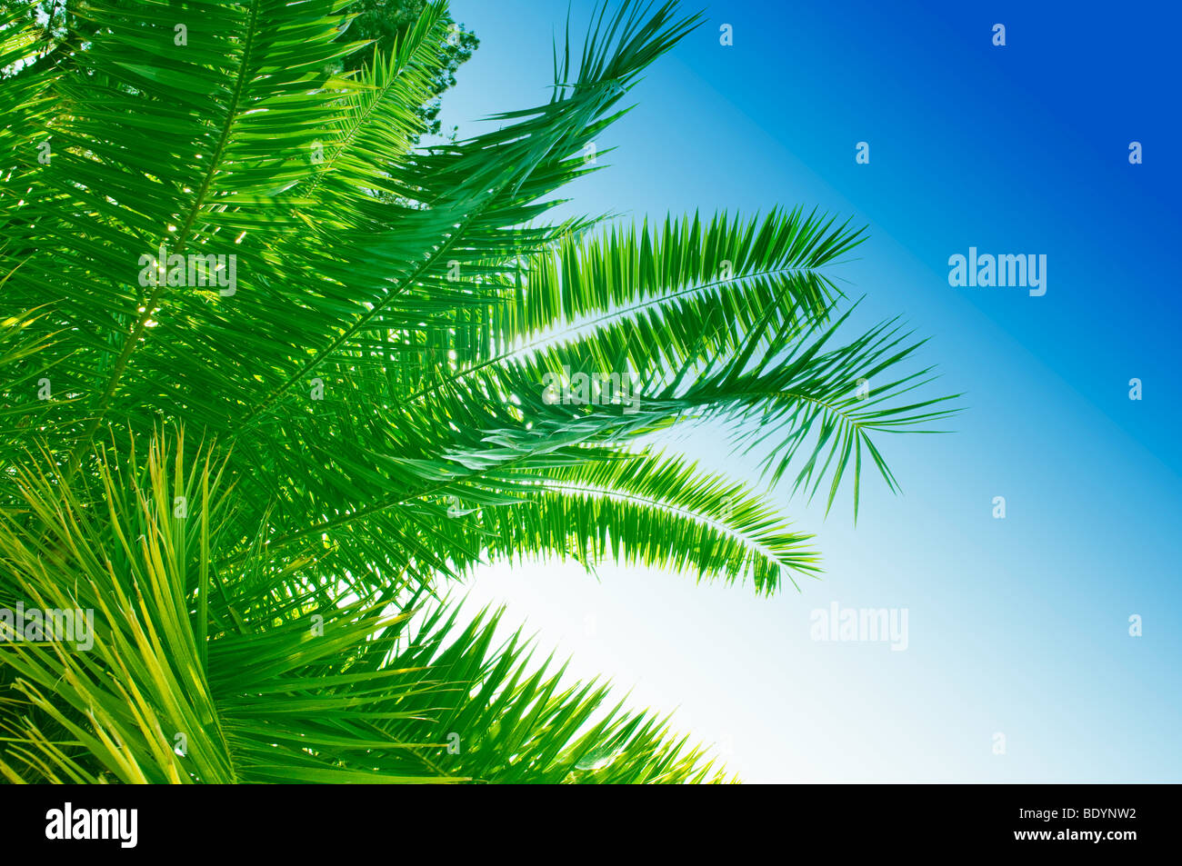Palm brunch hi-res stock photography and images - Alamy